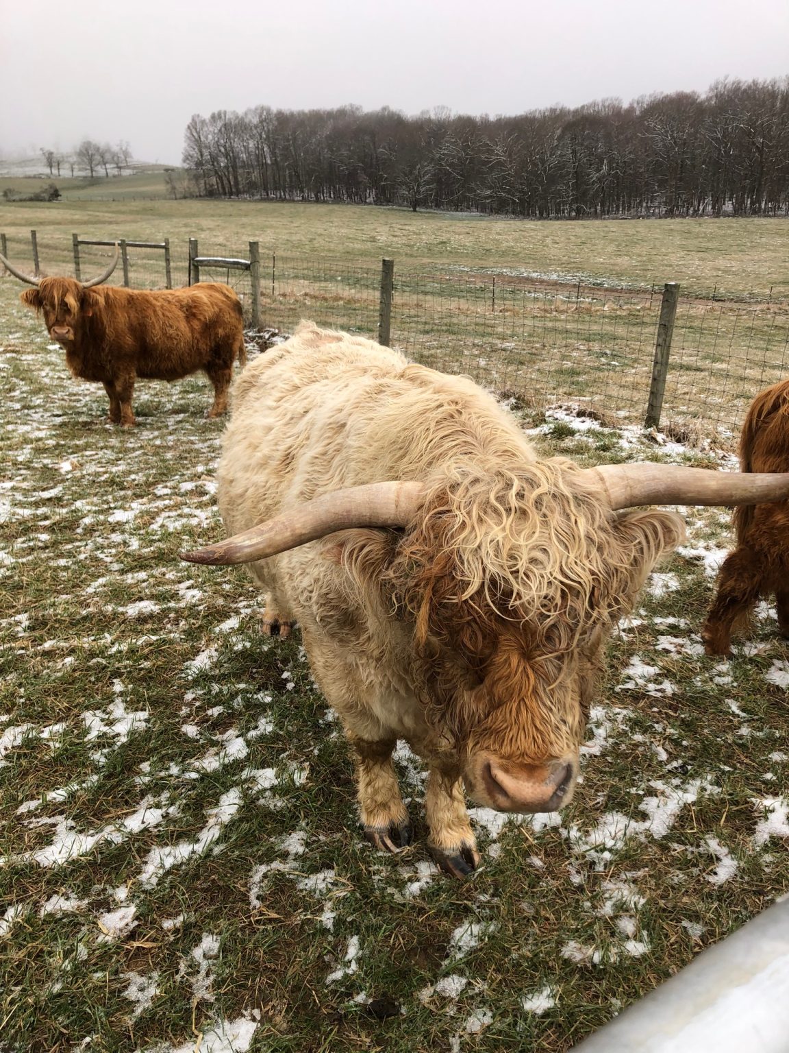 HIGHLAND CATTLE FOR SALE – Highmeadow Farms