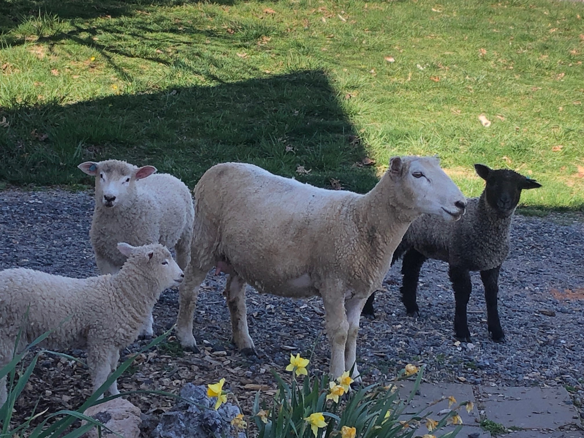 COTSWOLD WOOL SHEEP – Highmeadow Farms