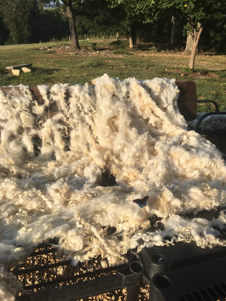 RAW WOOL – Highmeadow Farms