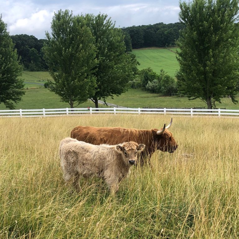 FARM VISIT – Highmeadow Farms