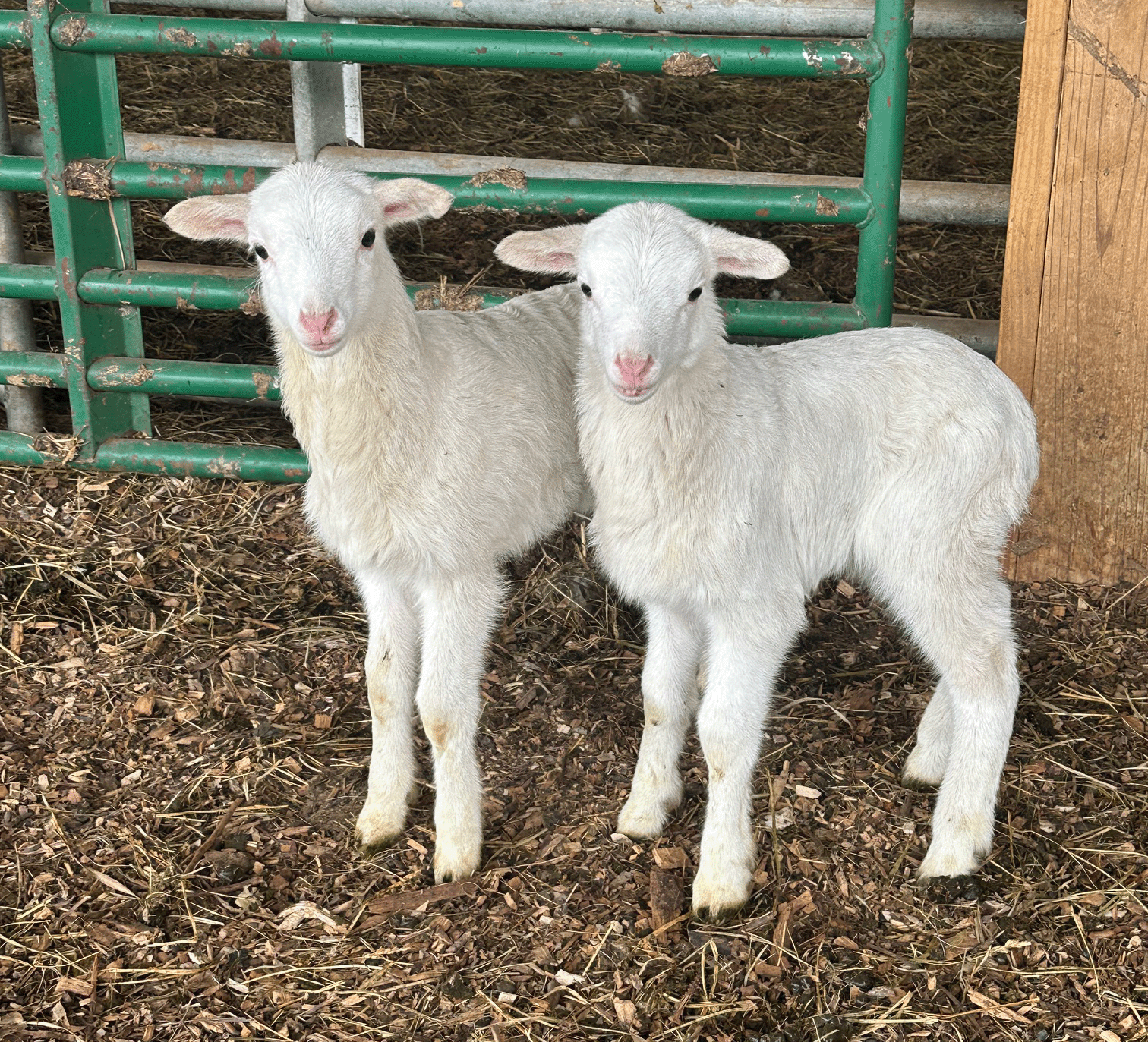 SPRING LAMB VISIT – Highmeadow Farms